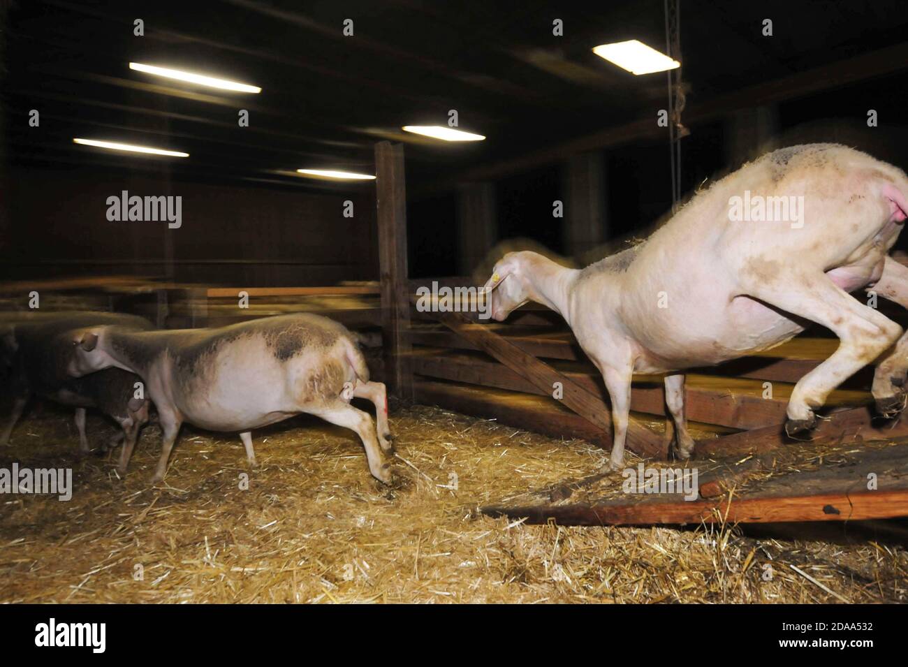 sheep breeding on a farm, sheep kept in a shed Stock Photo - Alamy