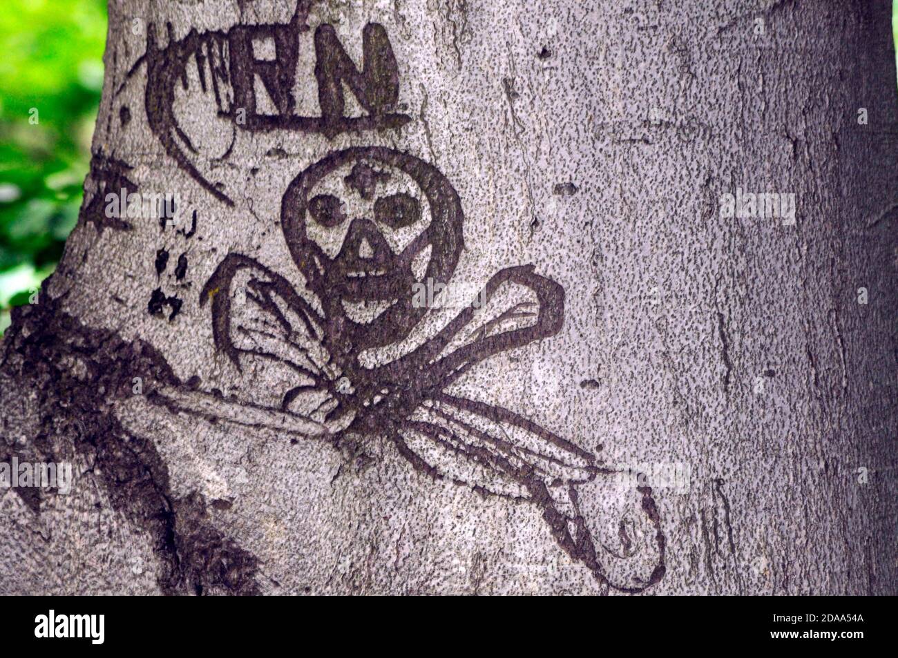 skull and crossbones carved in a tree bark, symbol of death Stock Photo ...