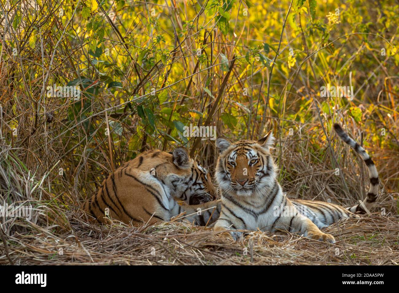 Bonding expressions hi-res stock photography and images - Alamy
