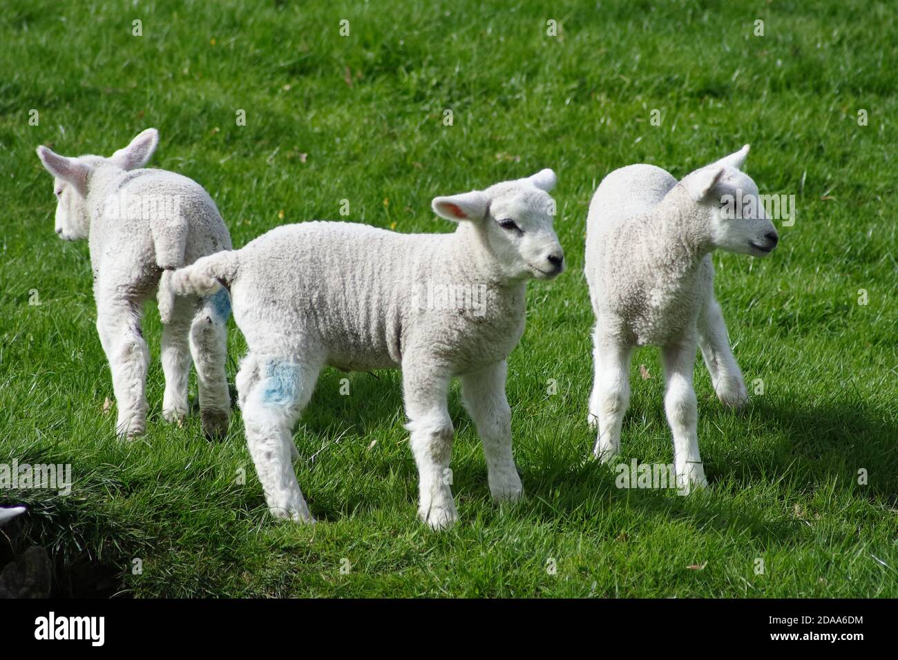 Newly born Spring Lambs Stock Photo - Alamy