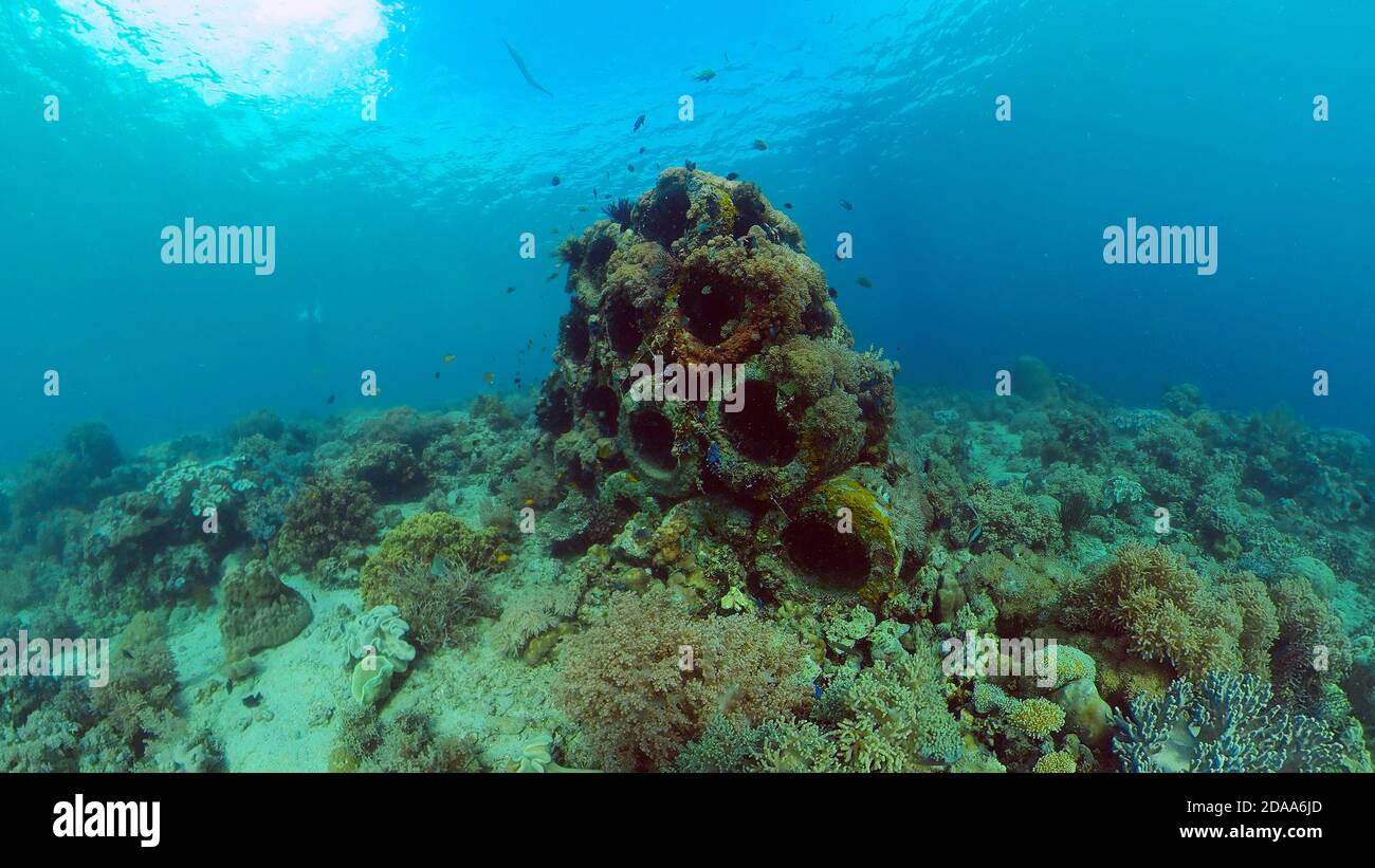 Reef Marine Underwater Scene. Tropical underwater sea fish. Philippines ...
