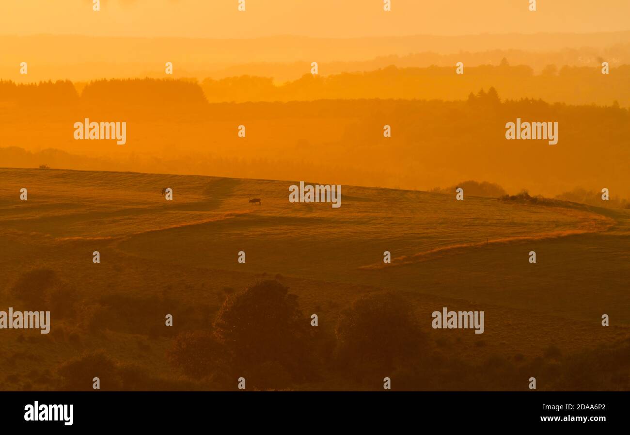 Red Deer Observation Hide, Dreiborn Village, Eifel National Park, North ...