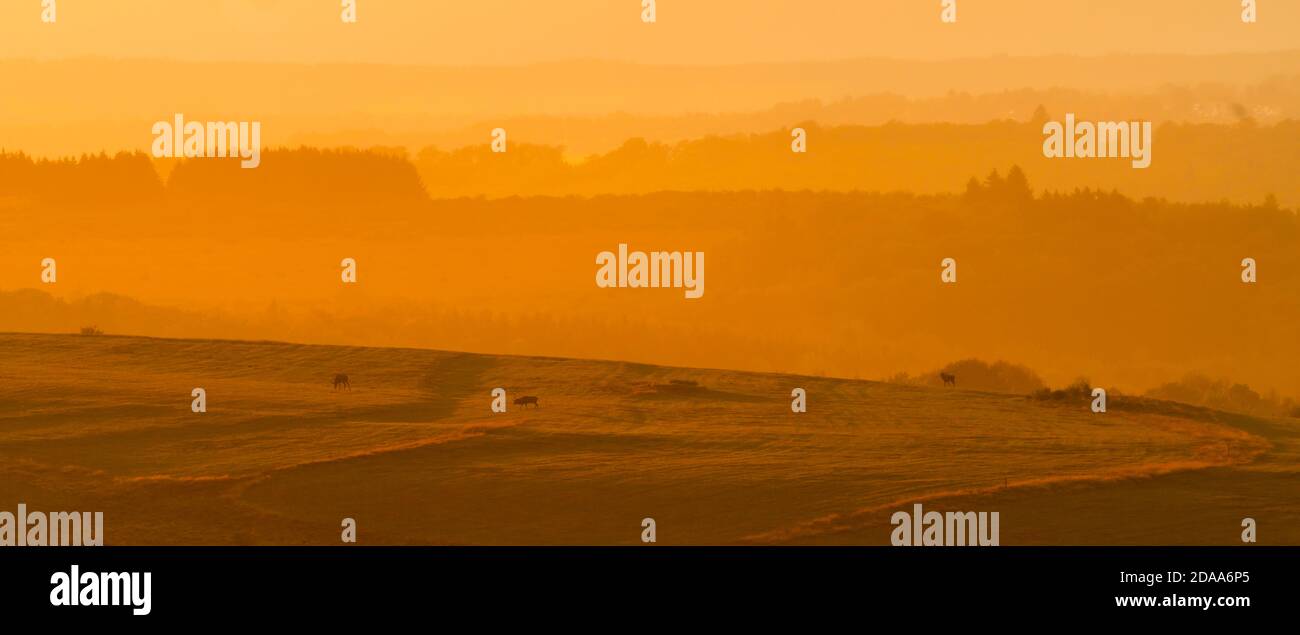 Red Deer Observation Hide, Dreiborn Village, Eifel National Park, North ...
