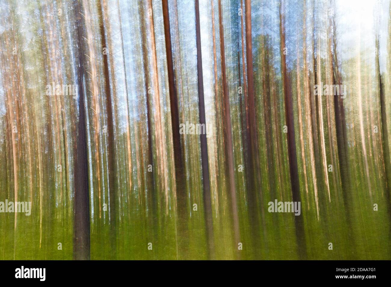 Trees in the pine forest photographed with a vertical camera movement ...