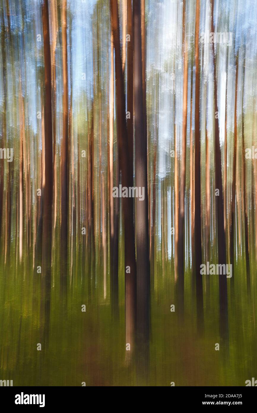 Trees in the pine forest photographed with a vertical camera movement ...