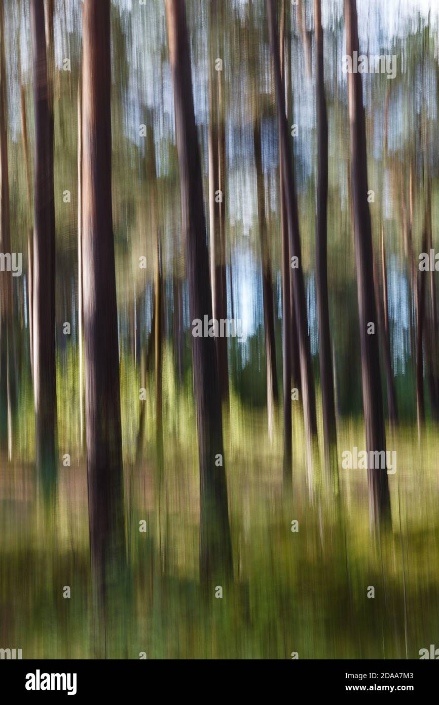 Trees in the pine forest photographed with a vertical camera movement ...