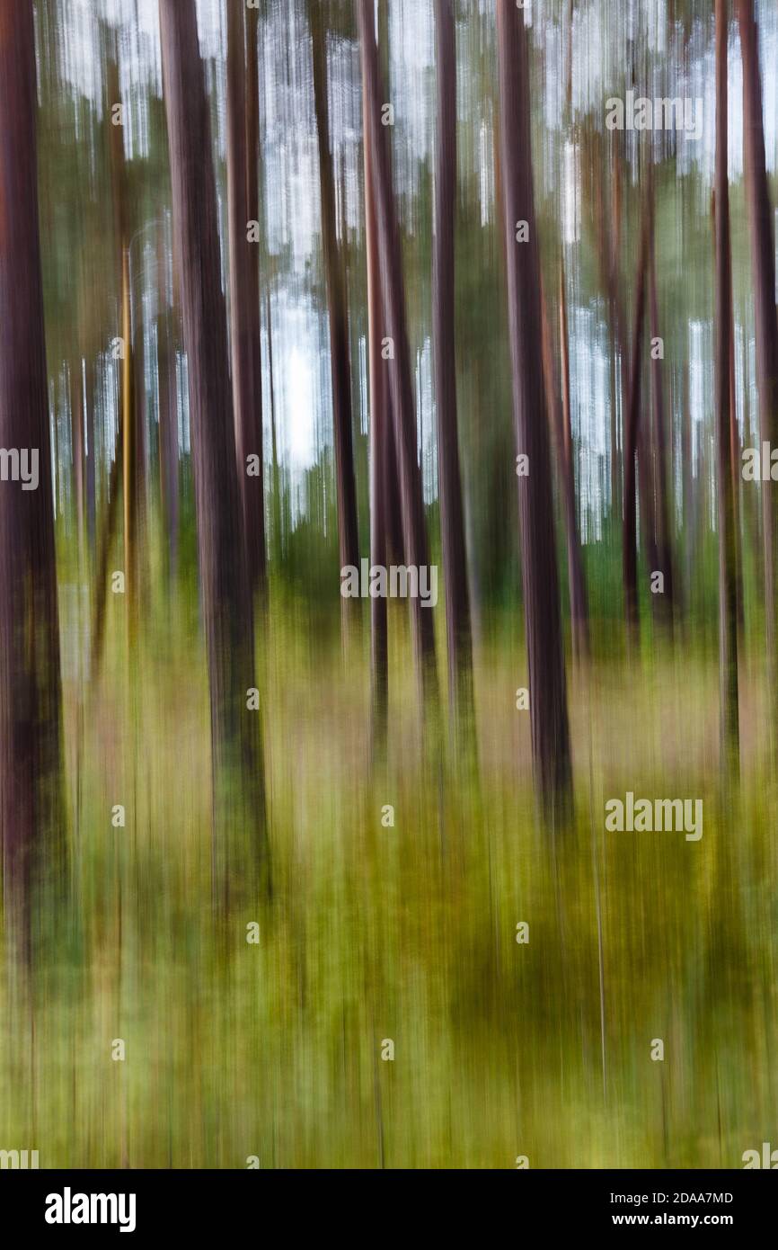 Trees in the pine forest photographed with a vertical camera movement ...