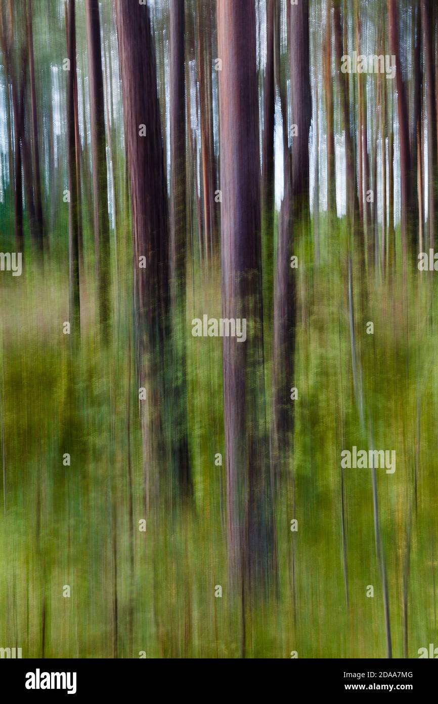 Trees in the pine forest photographed with a vertical camera movement ...