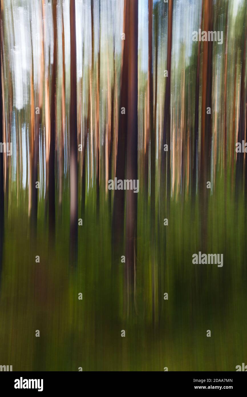 Trees in the pine forest photographed with a vertical camera movement ...
