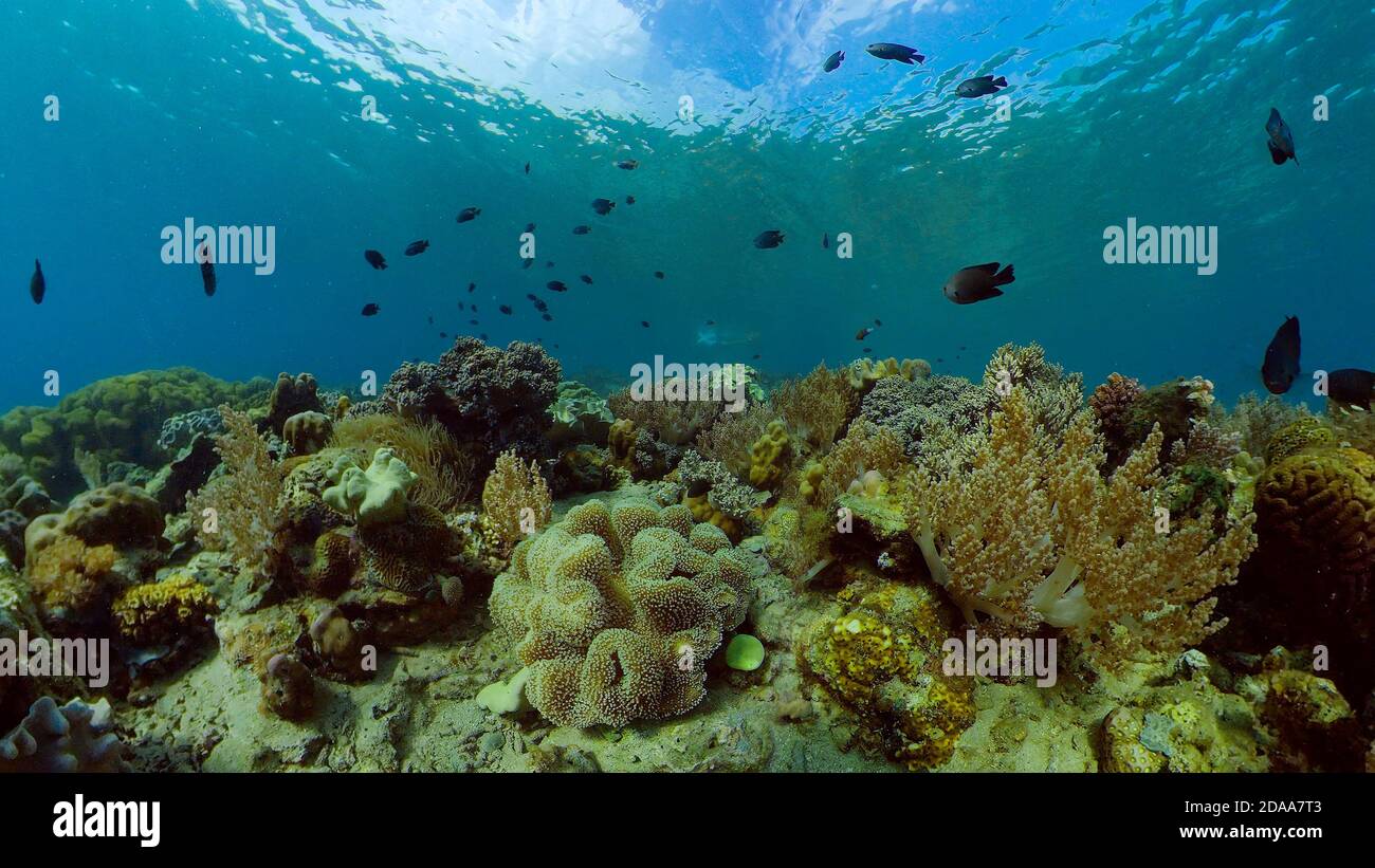 Coral reef and tropical fishes. The underwater world of the Philippines ...