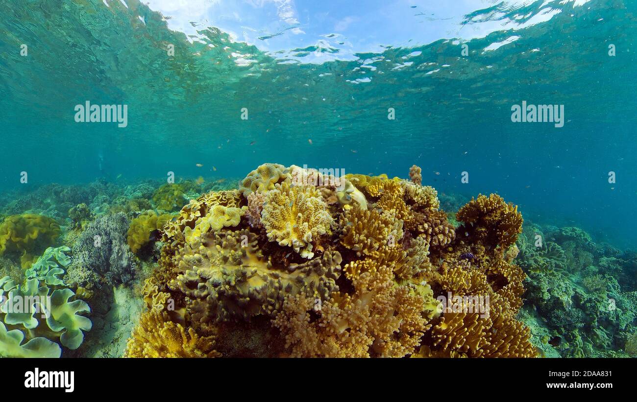 Underwater fish reef marine. Tropical colourful underwater seascape ...