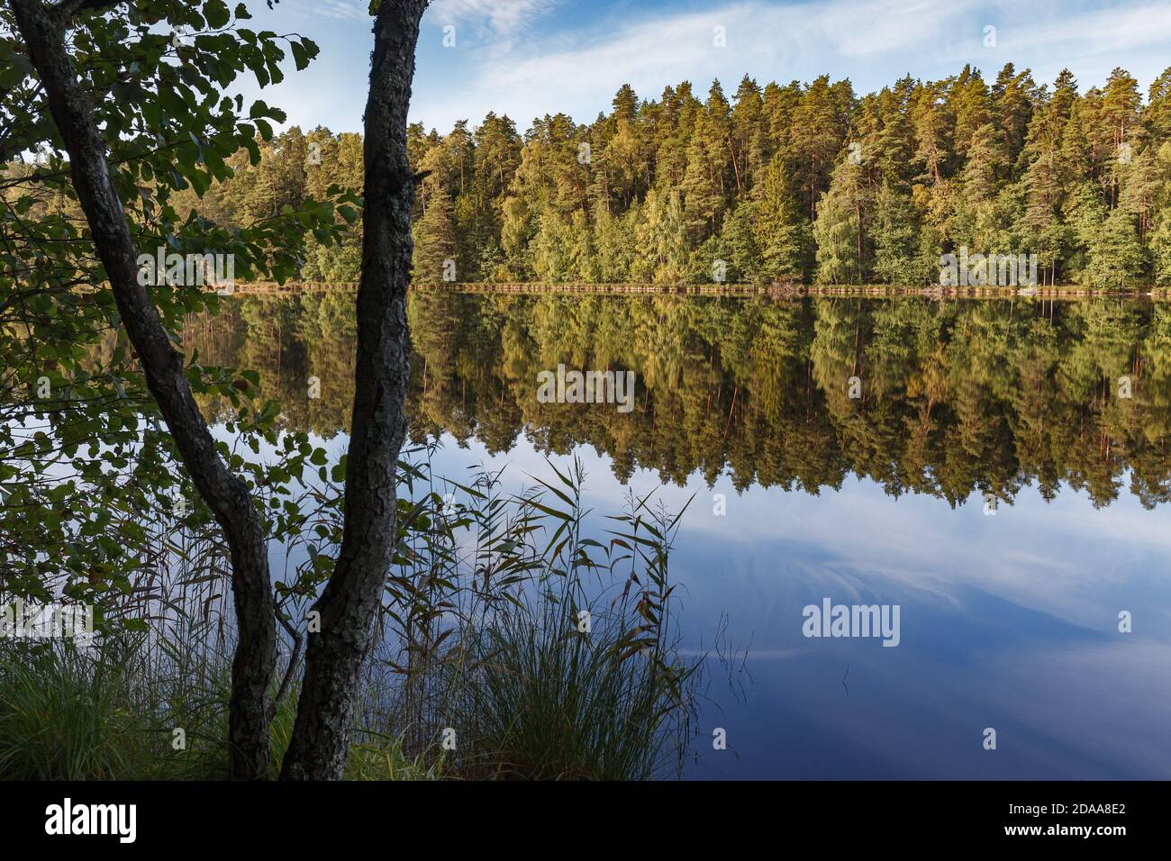 Beautiful forest lake surrounded by pine trees. Reflection in the water ...