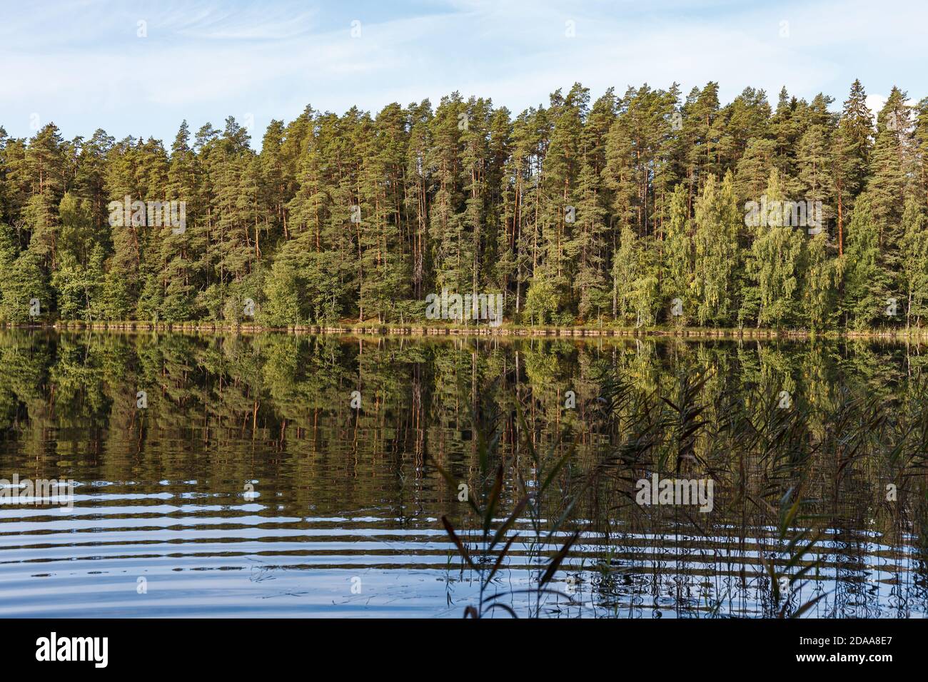 Beautiful forest lake surrounded by pine trees. Reflection in the water ...