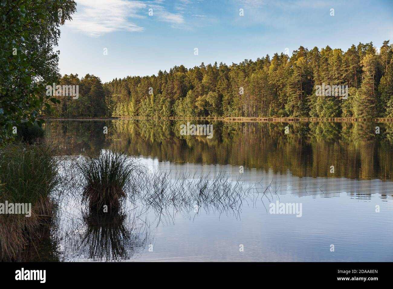 Beautiful forest lake surrounded by pine trees. Reflection in the water ...