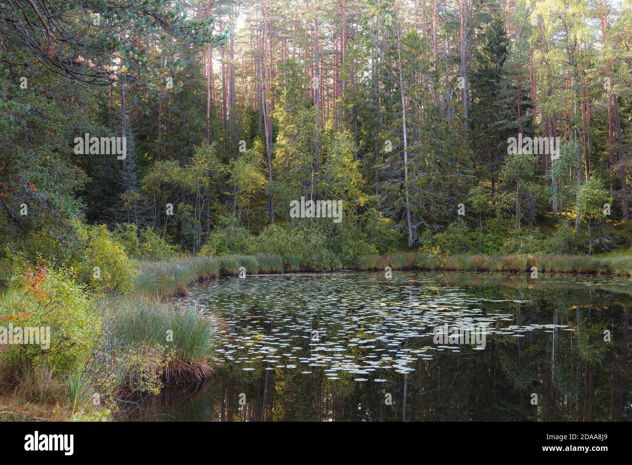 Beautiful forest lake surrounded by pine trees. Reflection in the water ...