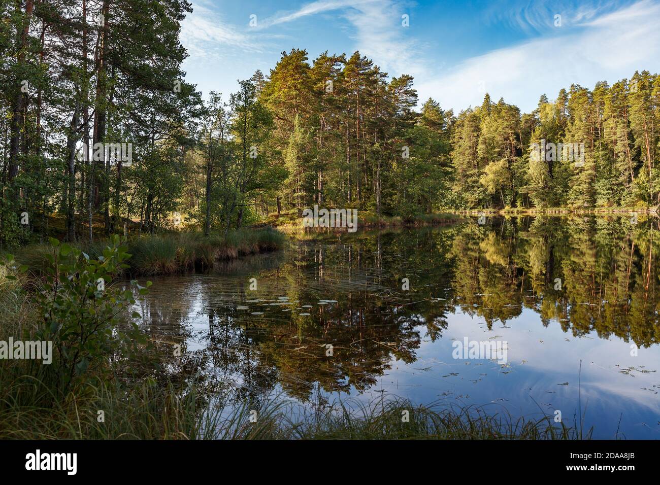 Beautiful forest lake surrounded by pine trees. Reflection in the water ...