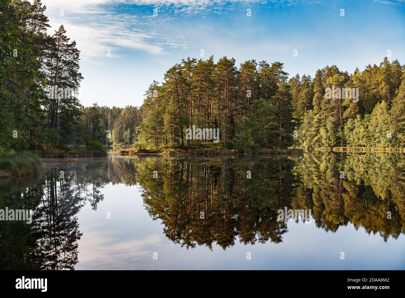 Beautiful forest lake surrounded by pine trees. Reflection in the water ...