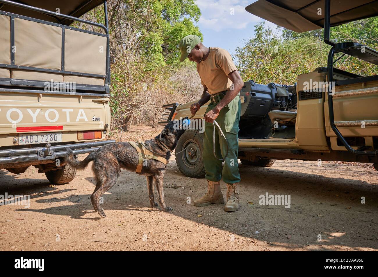 Demonstration of Conservation South Luangwa with anti-poaching dogs, K9 ...