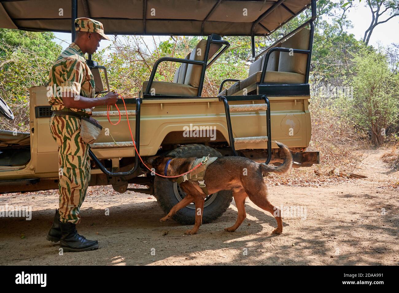 Demonstration of Conservation South Luangwa with anti-poaching dogs, K9 ...