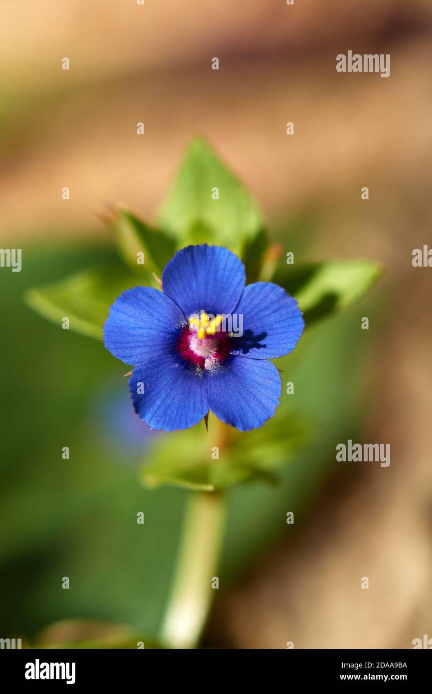 Blue pimpernel hi-res stock photography and images - Alamy