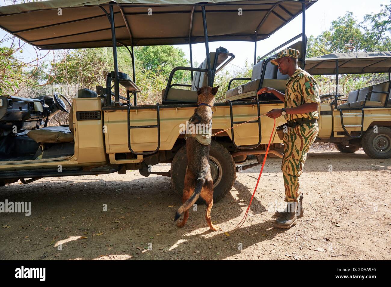Demonstration of Conservation South Luangwa with anti-poaching dogs, K9 ...