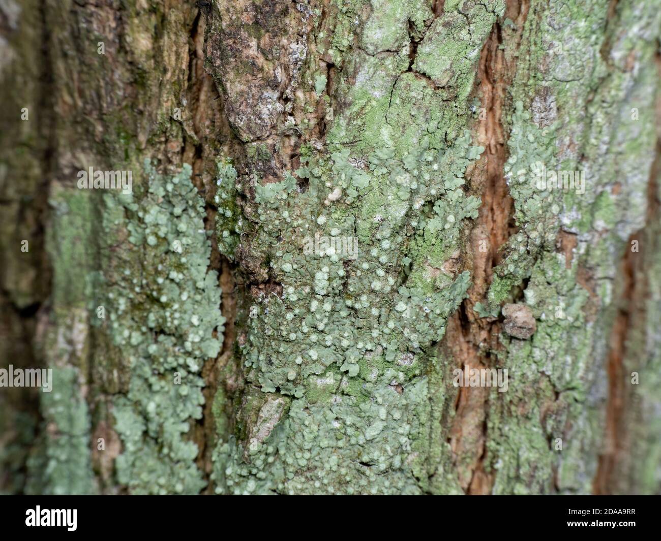 Macro Photography of Green Lichen on Tree Bark Stock Photo - Alamy