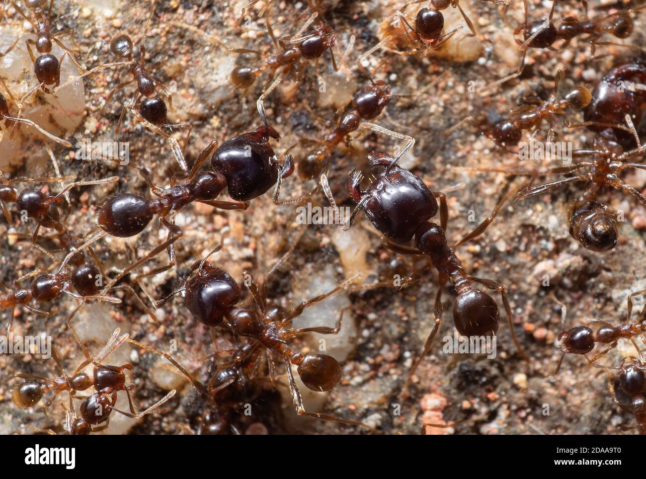 Macro Photography of Group of Soldier Big Headed Ant with Worker Ants ...