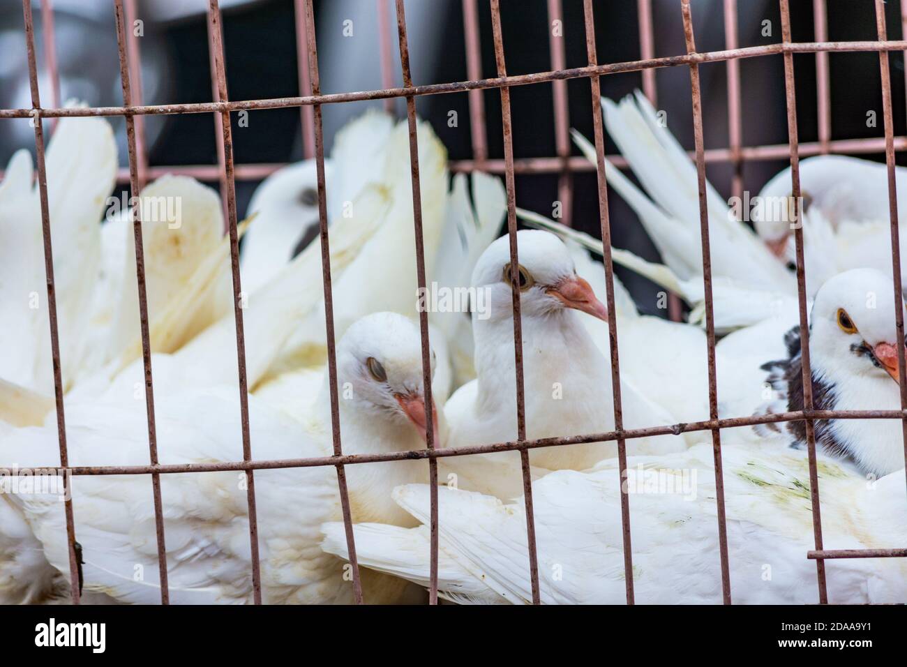 White pigeon doves in a metal wire cage, on sale at street market in ...