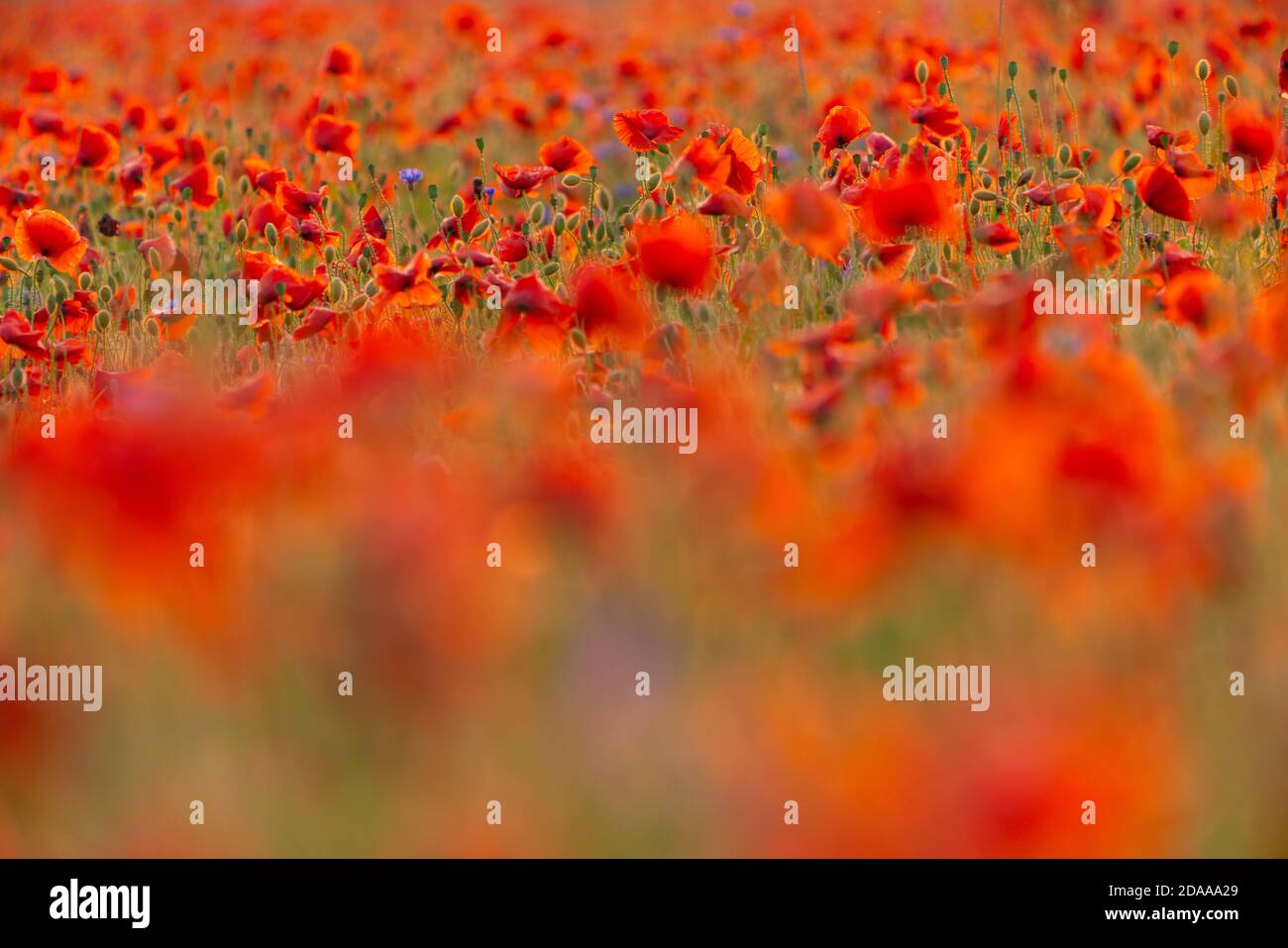 Poppy flowers field close-up and macro. Agriculture and natural ...
