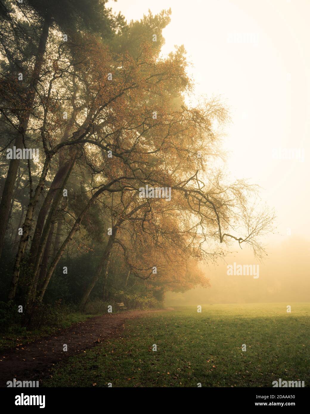 Elm trees in autumn leaves hi-res stock photography and images - Alamy