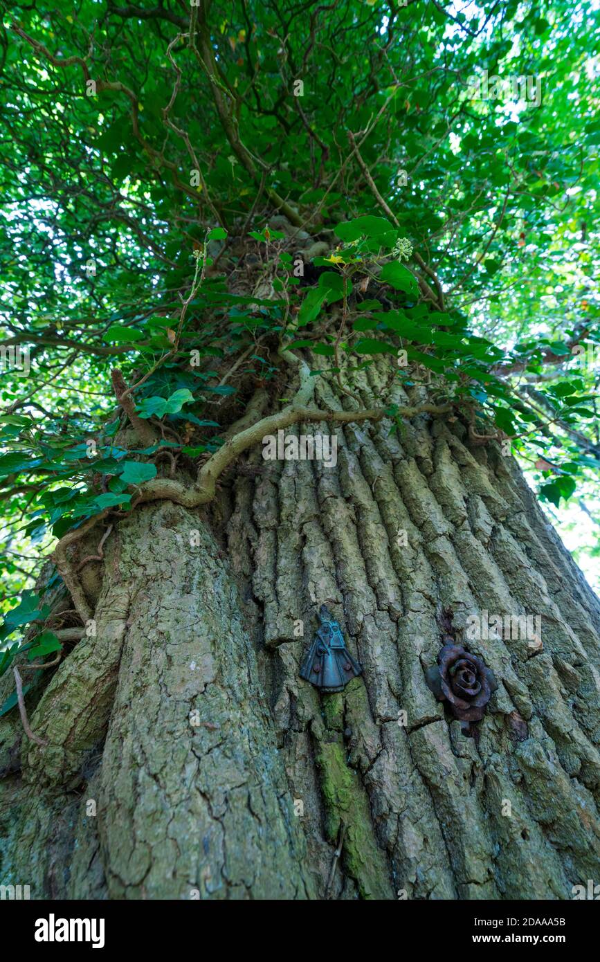Eifel National Park, North Eifel Territory, Eifel Region, Germany ...