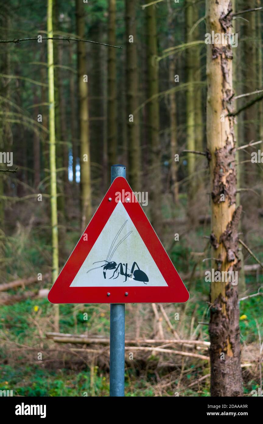 Der Wilde Weg Trail, Eifel National Park, North Eifel Territory, Eifel ...