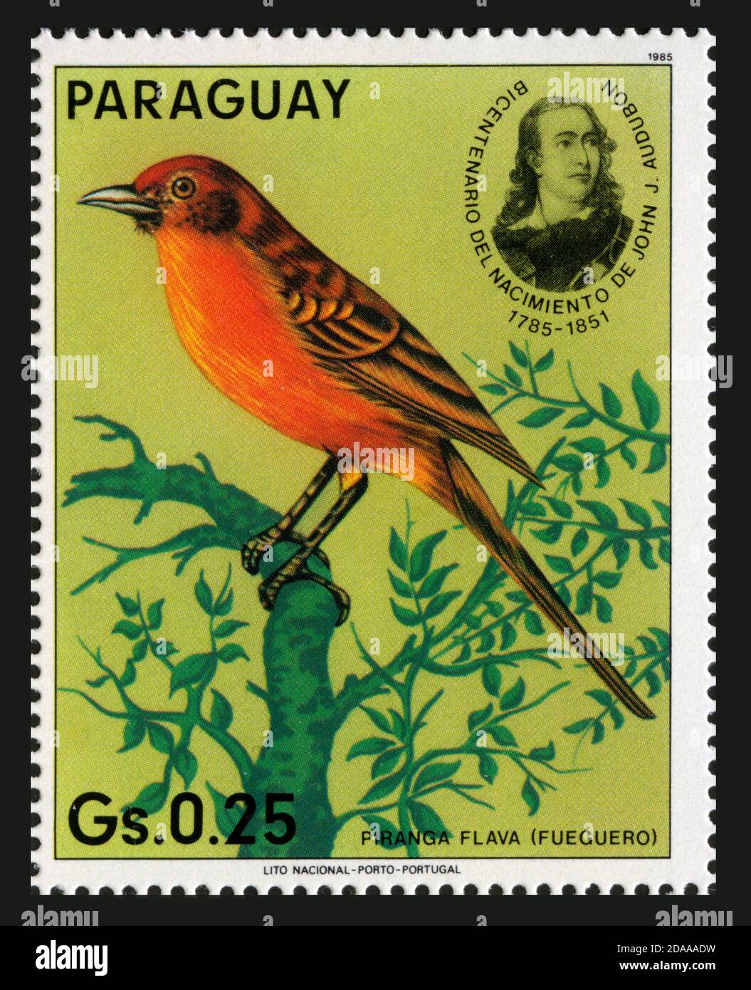 Birds of paraguay hi-res stock photography and images - Alamy