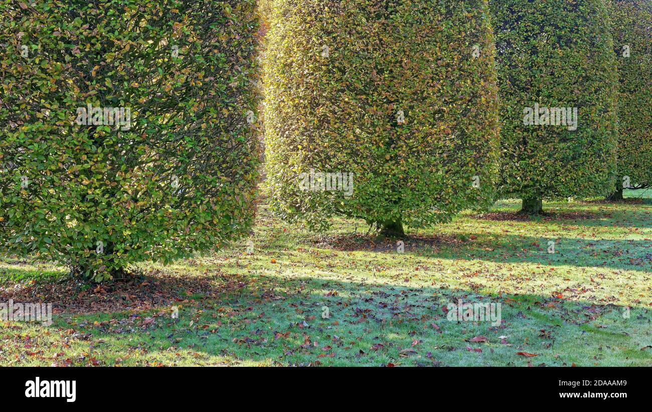 Hornbeam topiary ball or dome hi-res stock photography and images - Alamy