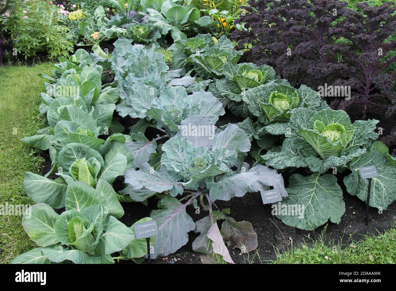 Lovely Display of Large Cultivated Cabbage Vegetables Stock Photo - Alamy