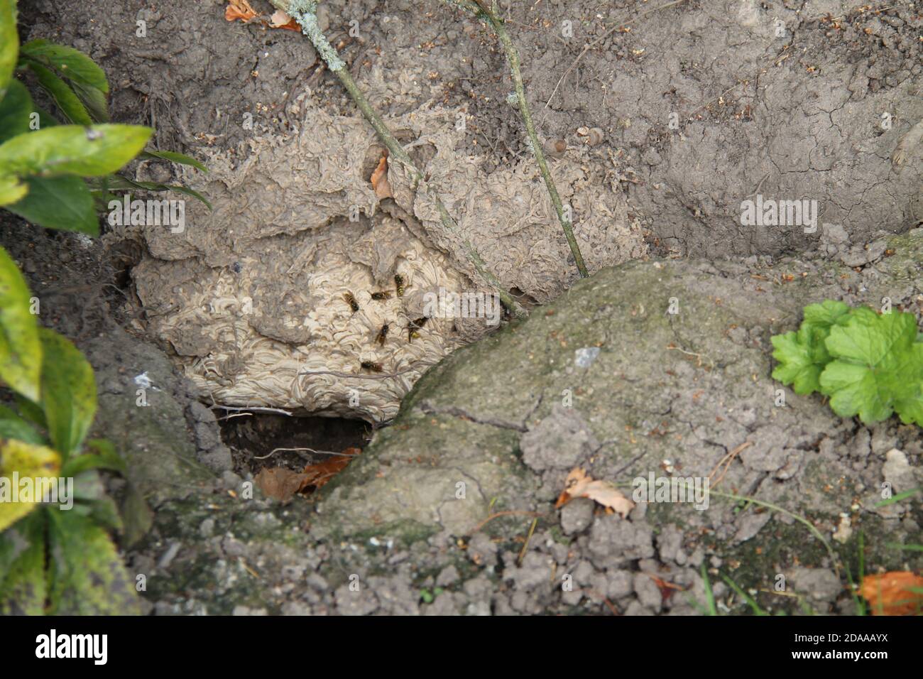 The Entrance to an Underground Wasp Nest Stock Photo - Alamy