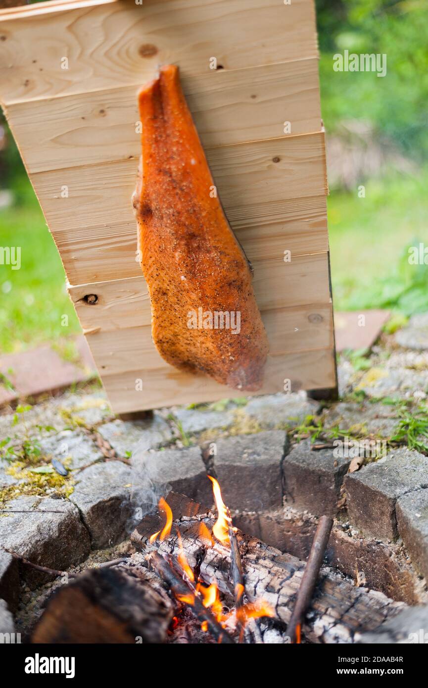 Whole side of salmon spanned to a wooden board and placed near a fire ...