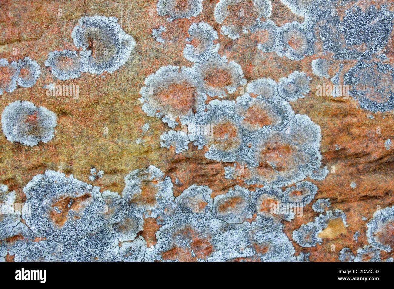 Black Shields lichen is a common encrusting lichen of the coastal areas ...