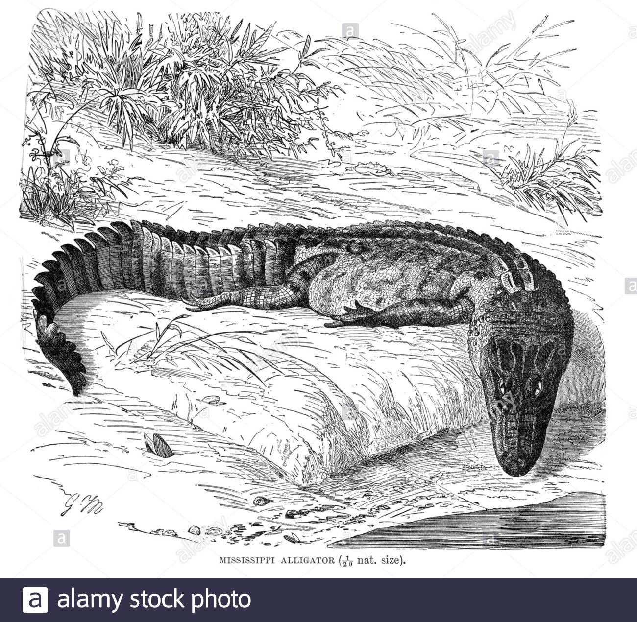 Mississippi Alligator, vintage illustration from 1896 Stock Photo - Alamy