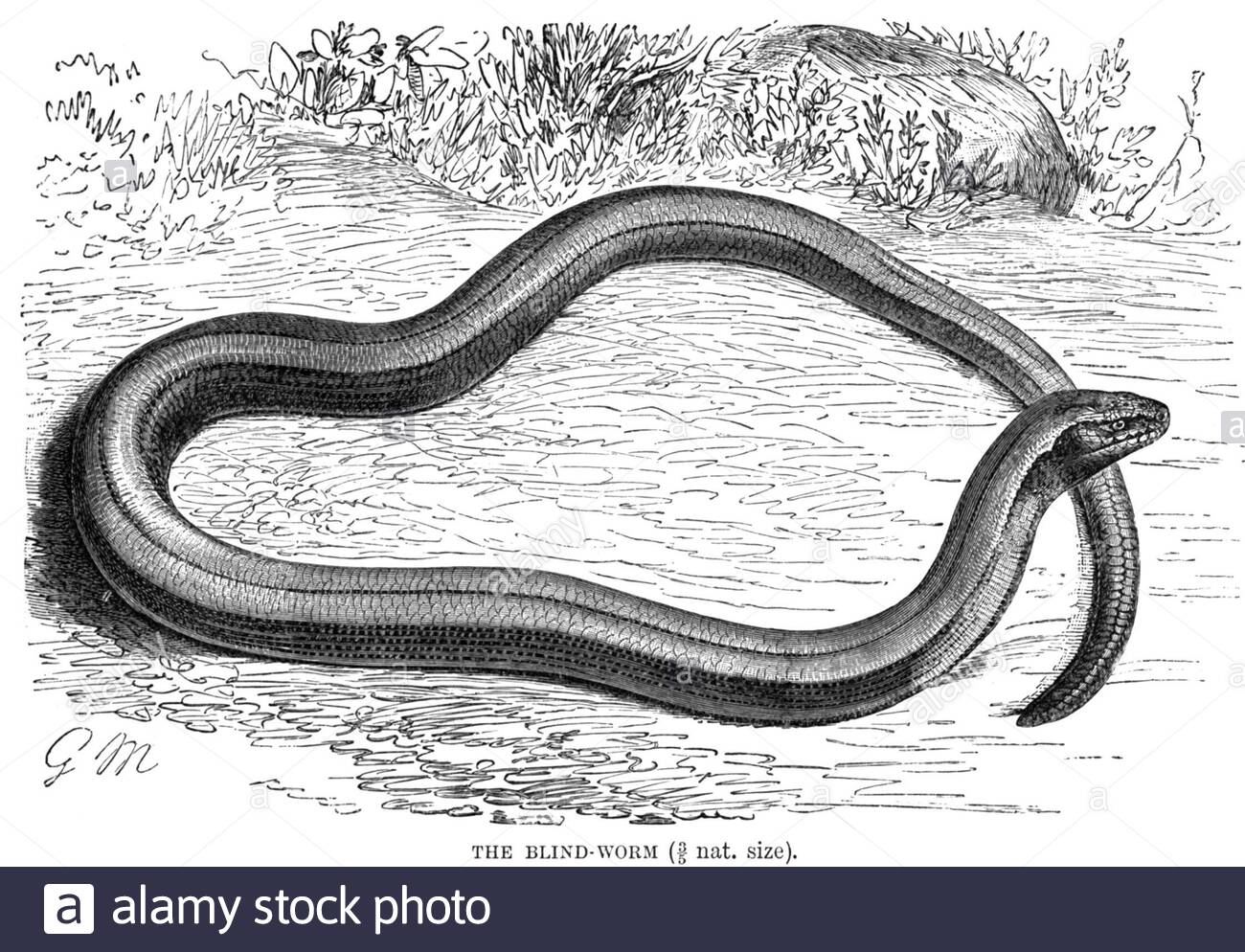 Blind Worm, vintage illustration from 1896 Stock Photo - Alamy