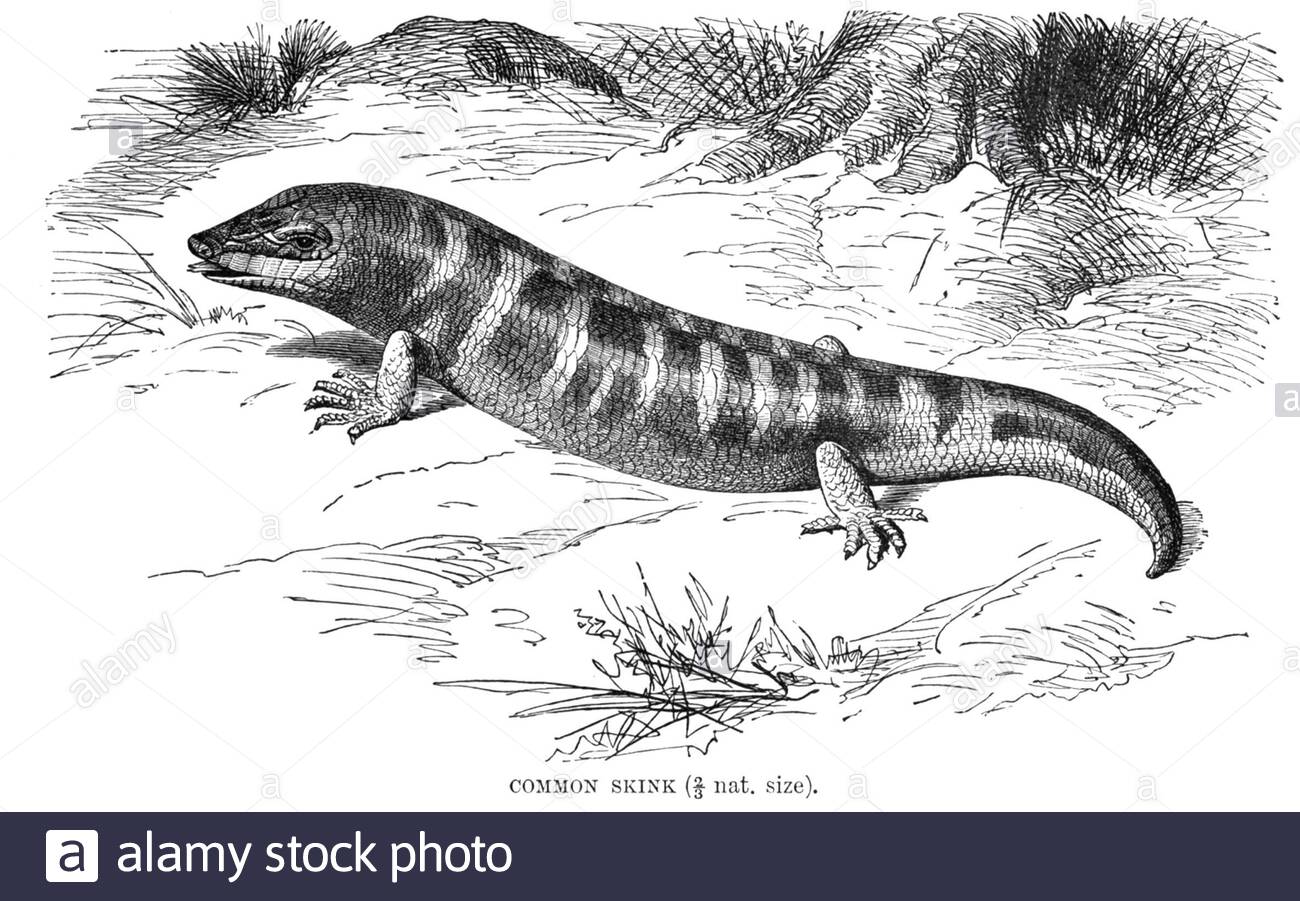 Skinks Black and White Stock Photos & Images - Alamy
