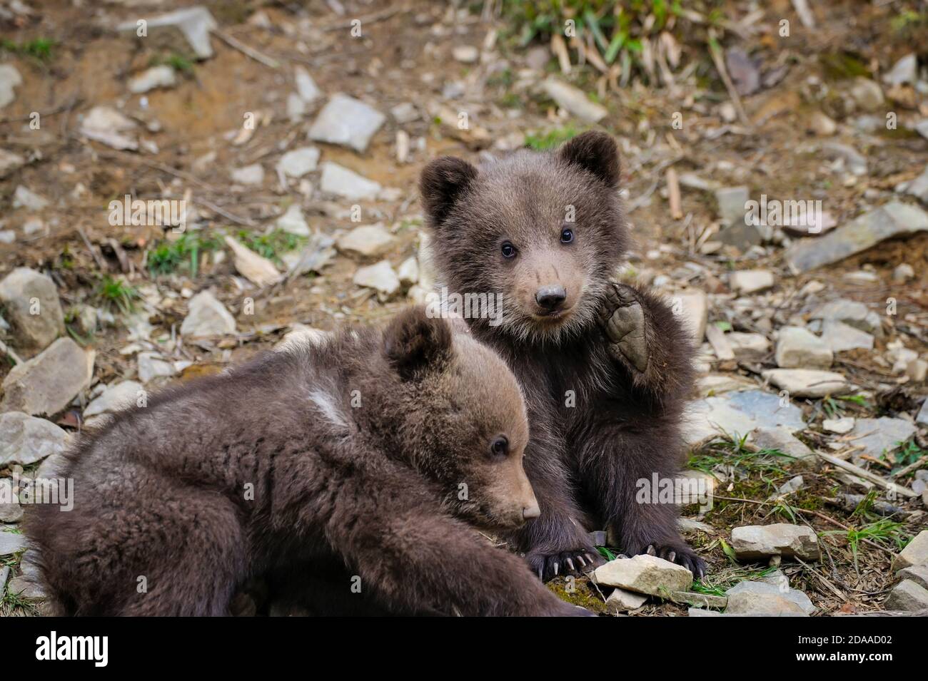 Two little brown bear cub on the edge of the forest Stock Photo - Alamy