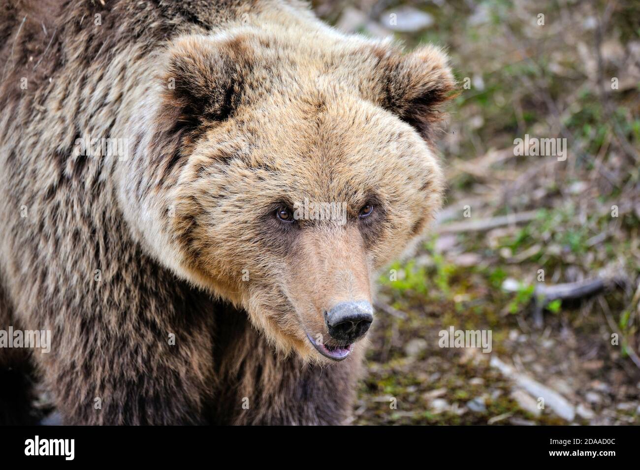 Portrait of brown bear. European brown bear in natural habitat Stock ...