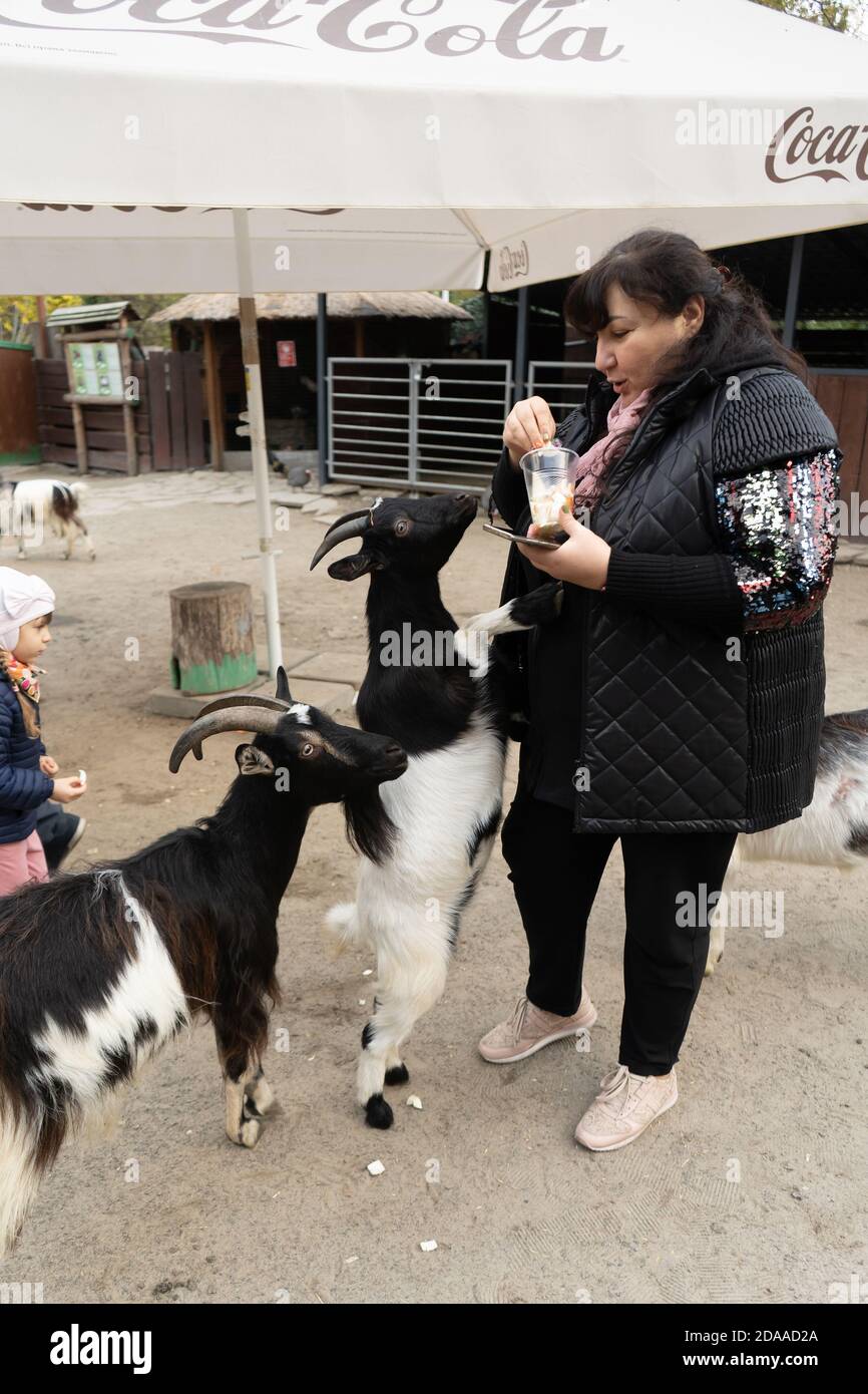 Caucasian woman feeds goats in contact zoo outdoors. One of goats stood ...