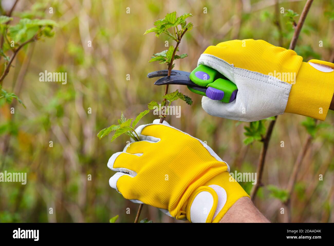 Spring pruning the bush. Hands of gardener in gloves with secateur ...