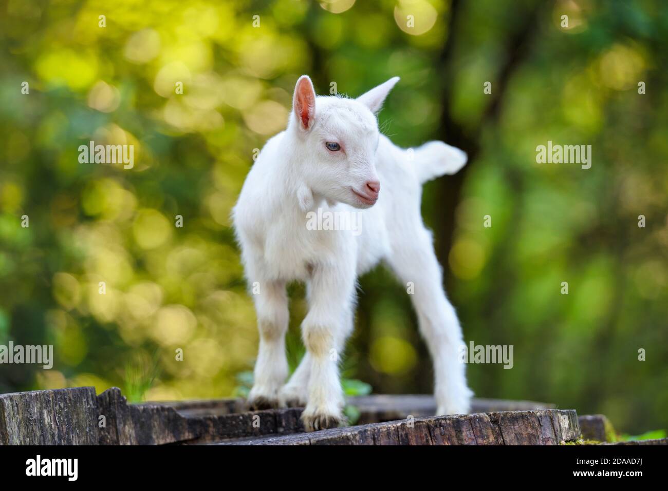 Cute white little goat standing on the stump Stock Photo - Alamy