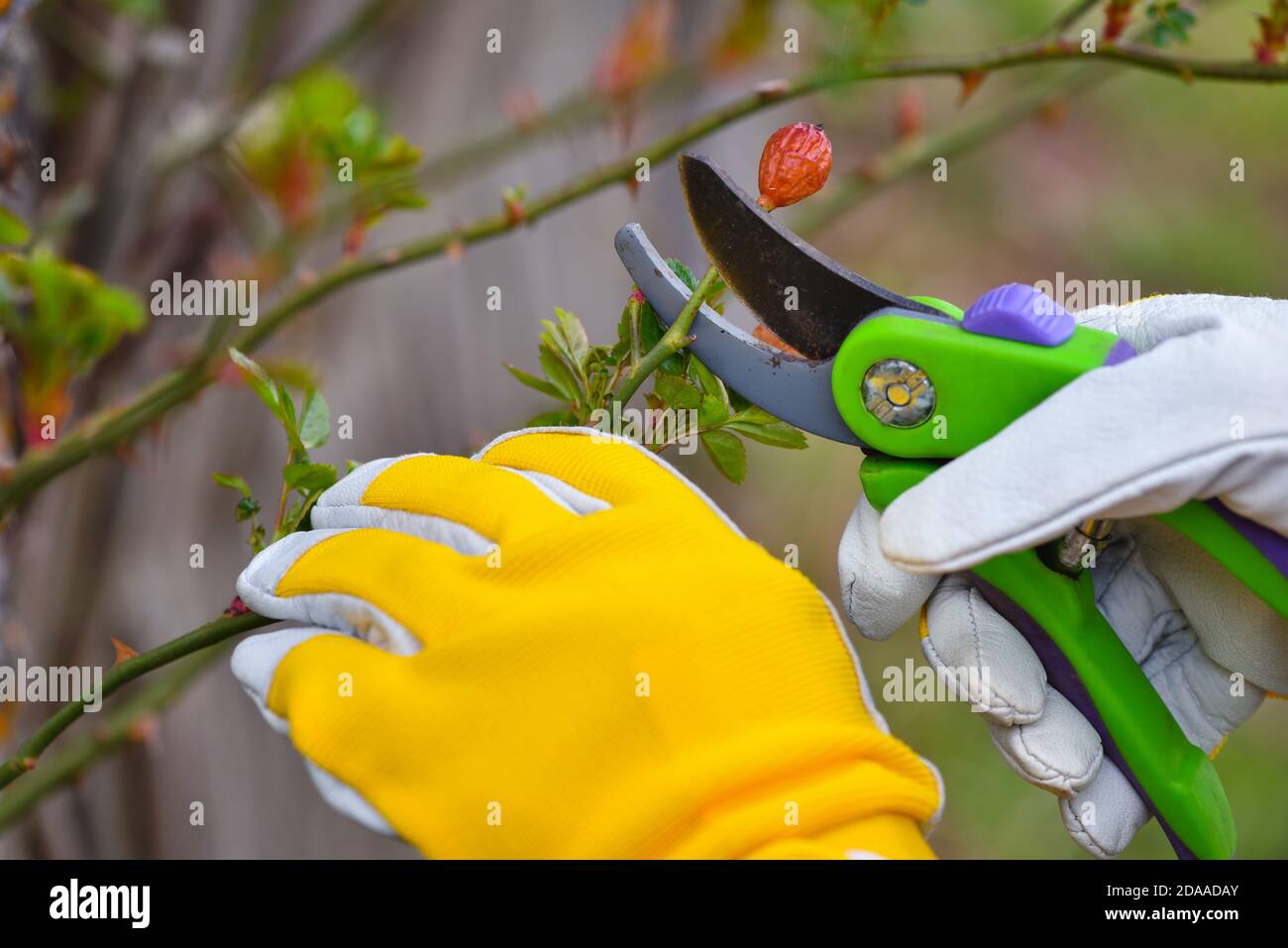 Spring pruning rose hips in the garden, gardener's hands with secateur ...