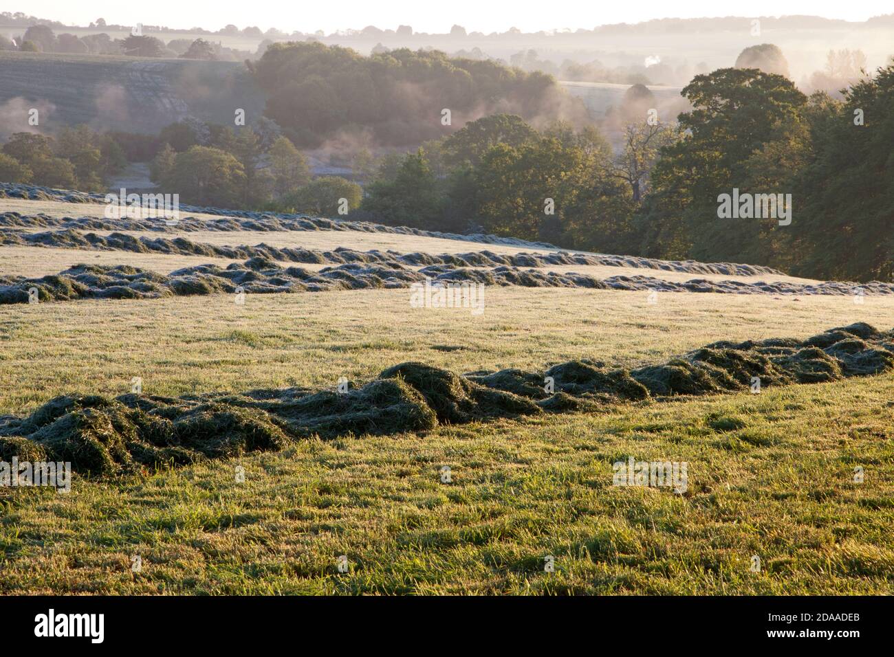 Grass cut for haylage in a field near Tisbury in Wiltshire Stock Photo ...