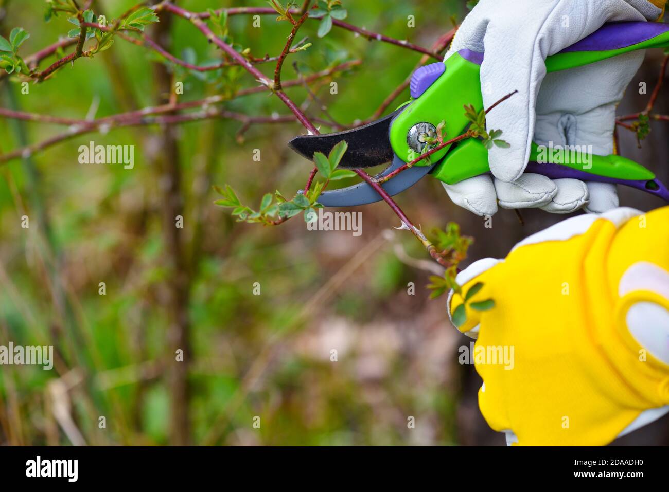 Spring pruning roses in the garden, gardener's hands with secateur ...