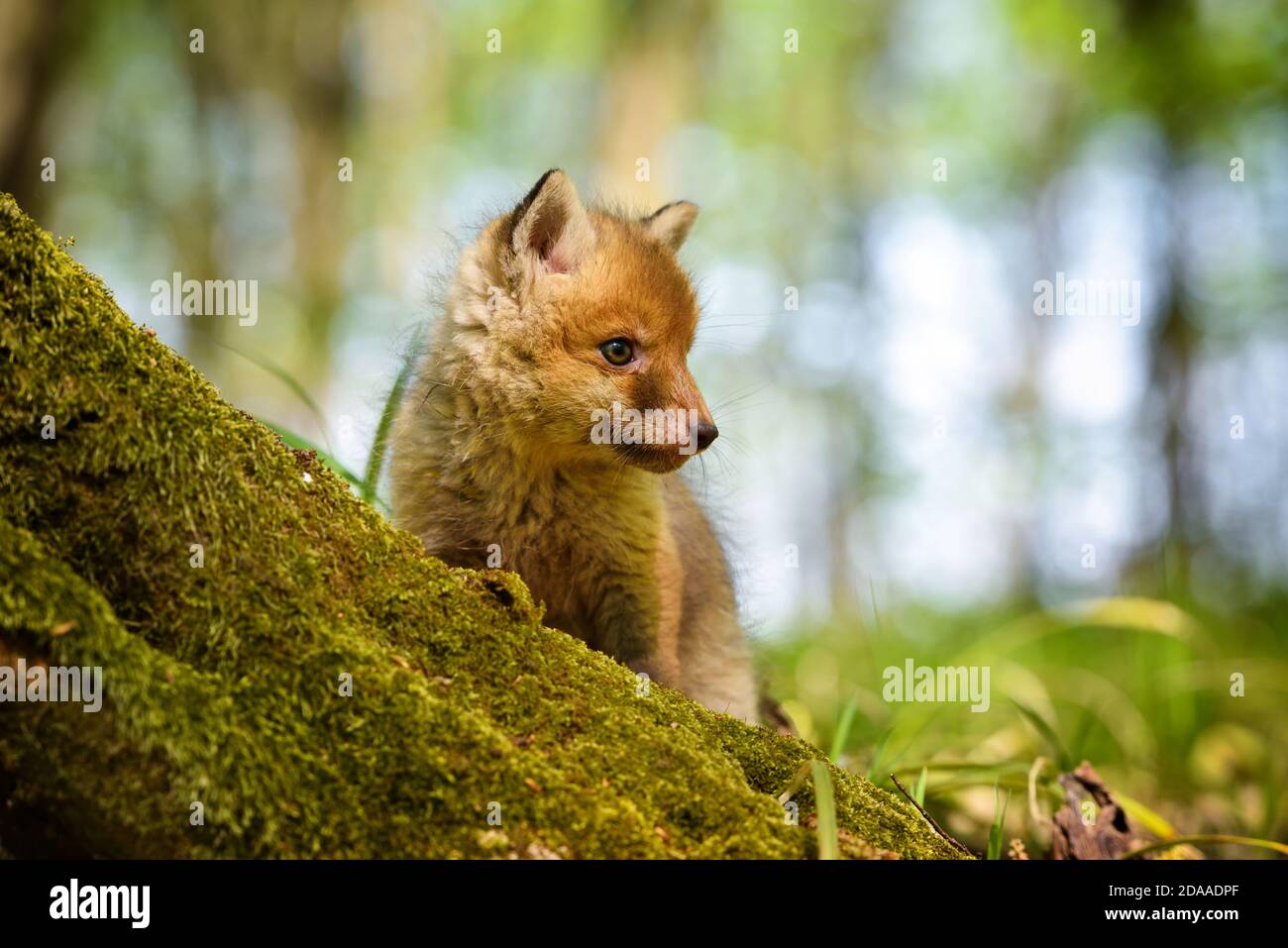 Red fox (Vulpes vulpes), small cute cub in the spring forest Stock ...
